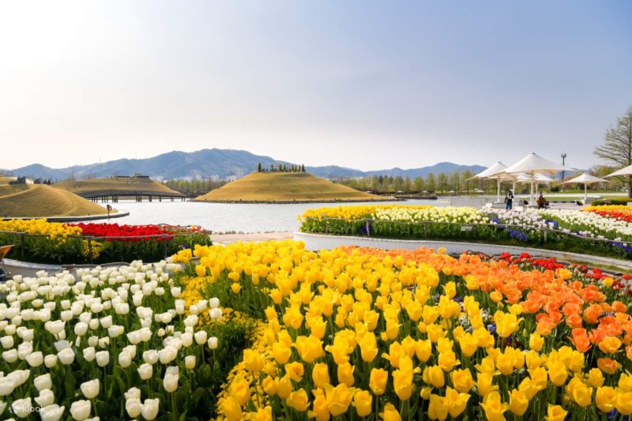 Perkebunan Teh Boseong & Taman Nasional Suncheon [Kereta+Bus] - Klook ...